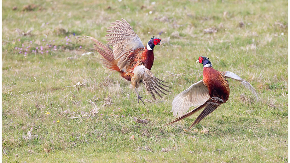 Journée de chasse Faisans, Perdrix, devant soi en Auvergne. | Chasse et ...